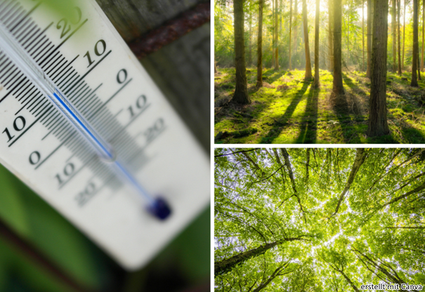 Dossier 'Wald und Klima' | Unterrichtsmaterialien zu Klima- und Umweltschutz - Lehrer-Online