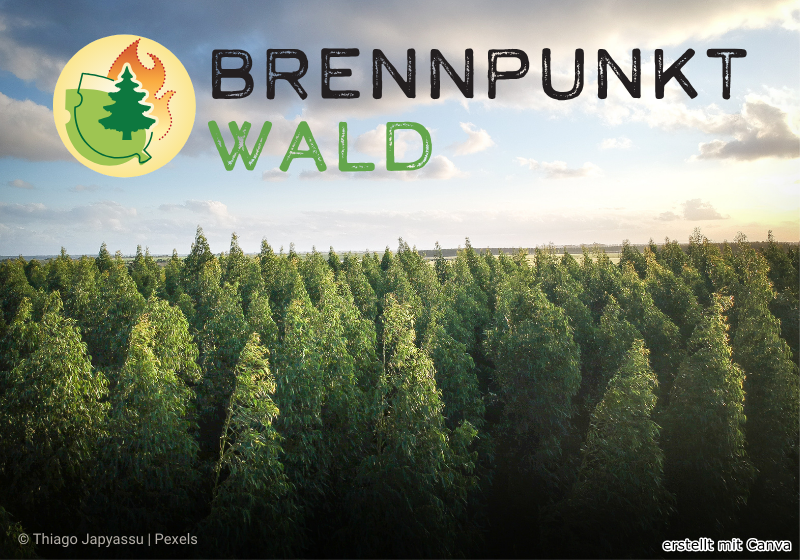 Dossier 'Wald und Klima' | Unterrichtsmaterialien zu Klima- und Umweltschutz - Lehrer-Online